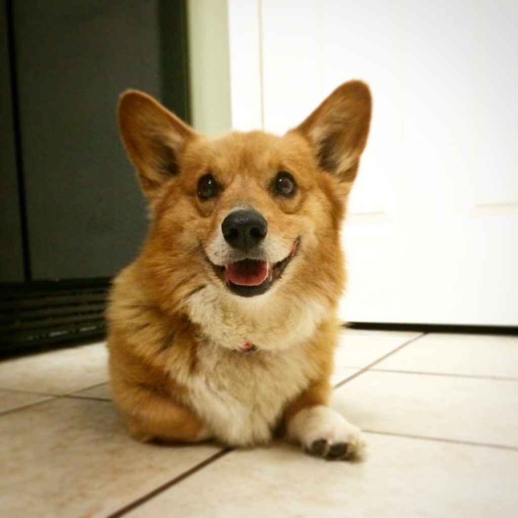 NTXCC can help with low-cost spay/neuter options and contributions ...
